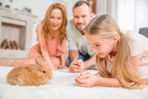 Easy Pets for Teens: Setting Boundaries, Building Responsibility, and ...